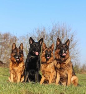 Chó Becgie Đức: Nguồn gốc, đặc điểm, cách nuôi, giá bán